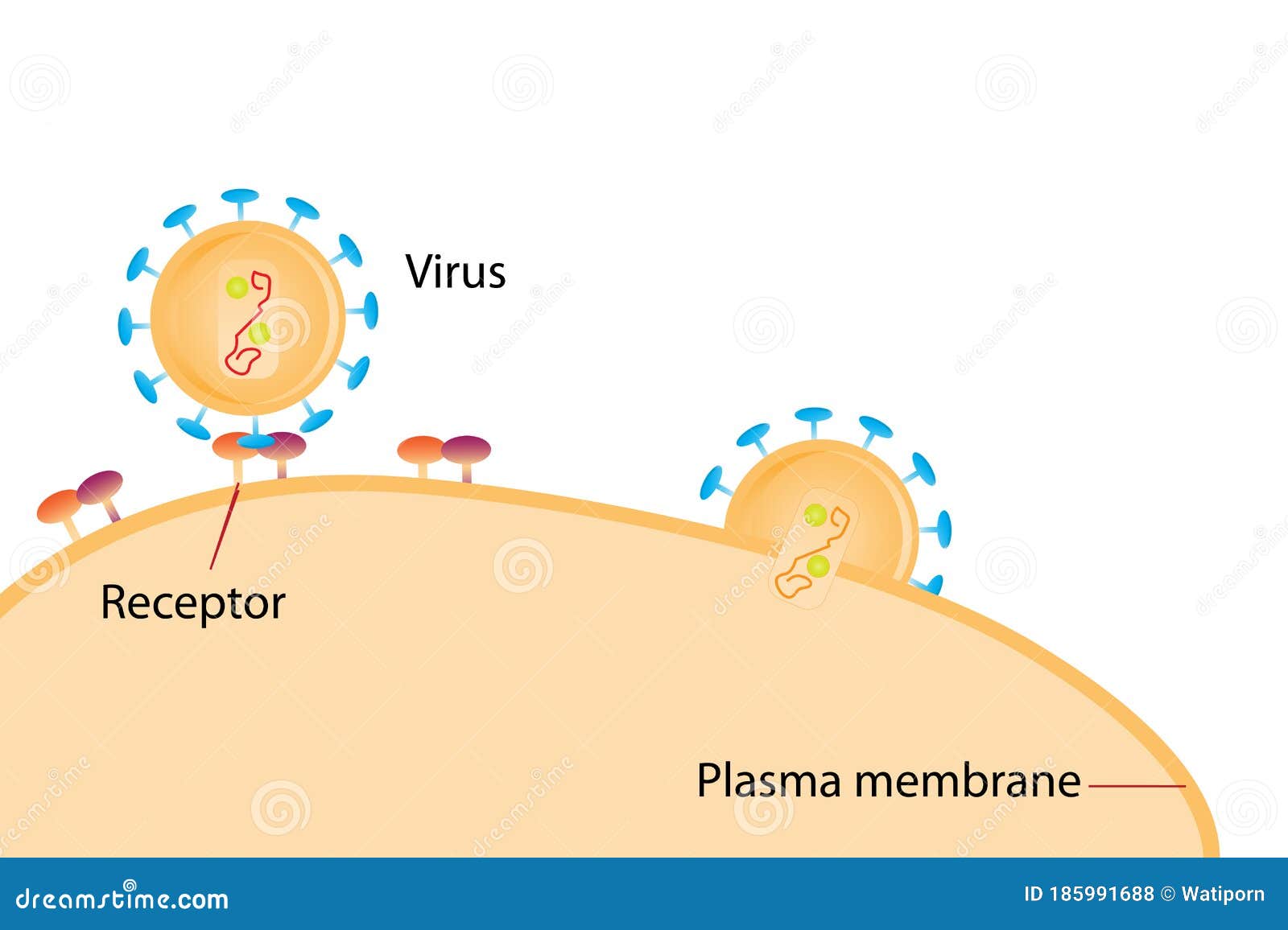 V_1929 virus infection stock illustration. Illustration of biology ...