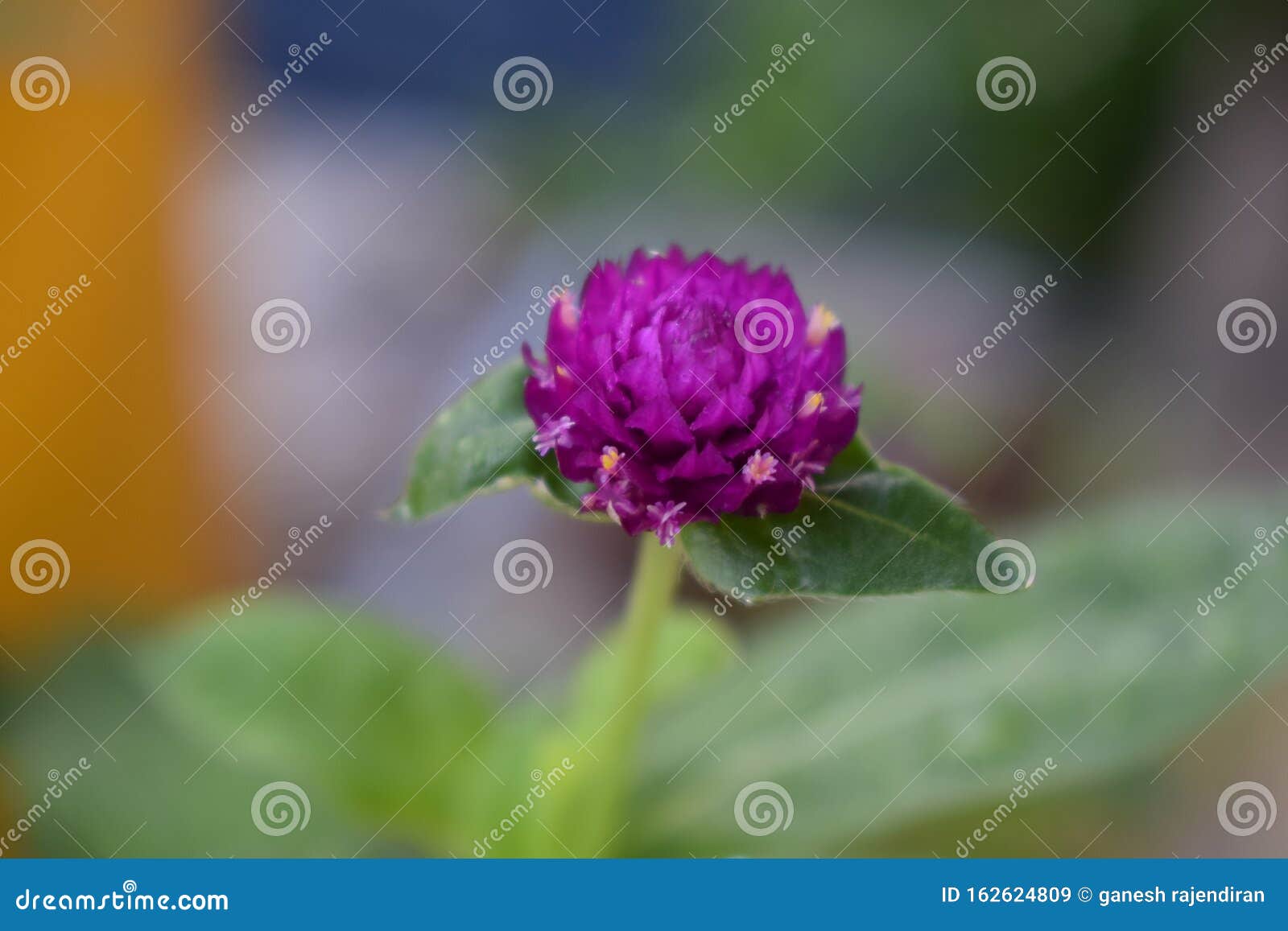 Malli Flower Photos - Free & Royalty-Free Stock Photos from Dreamstime