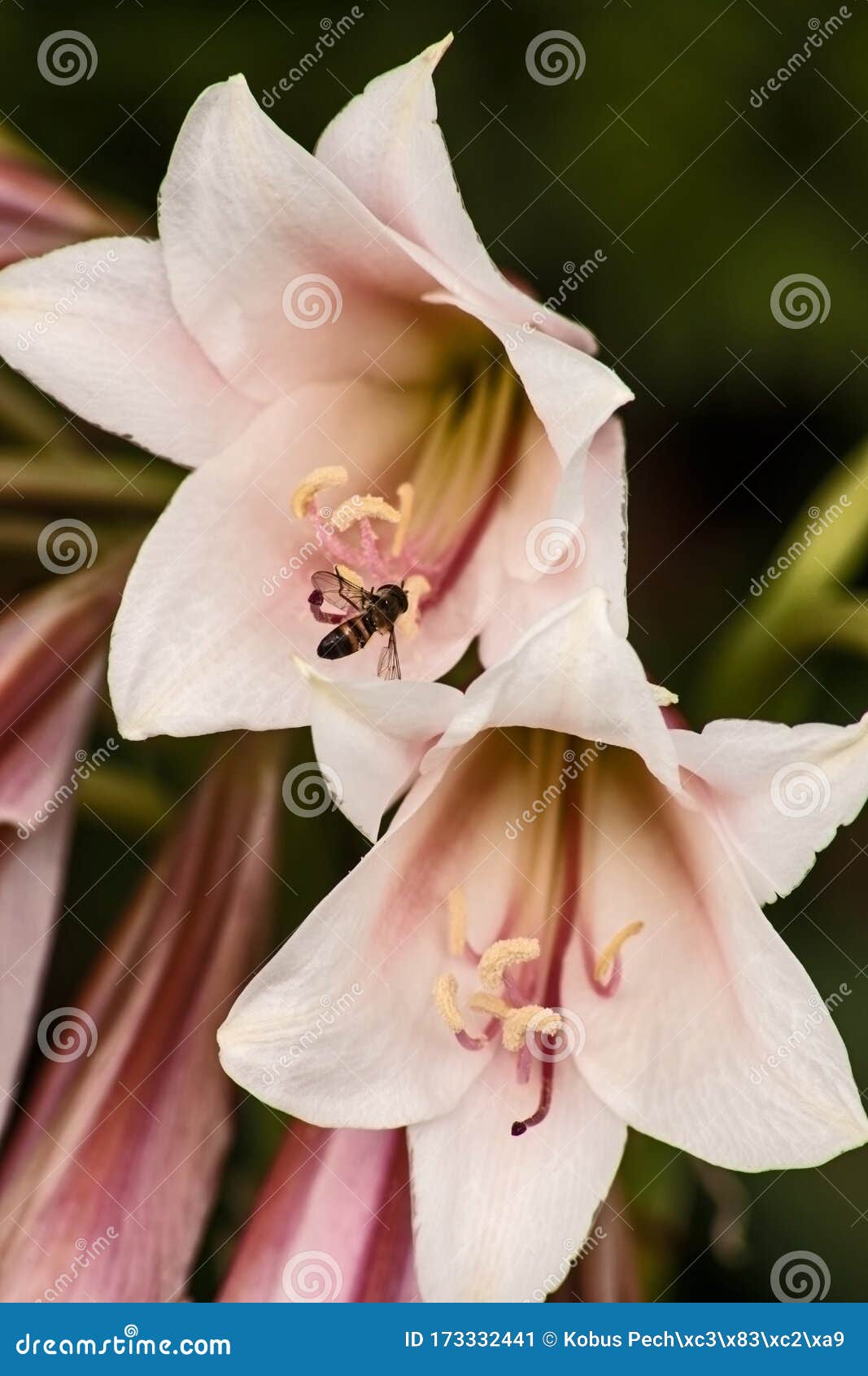 Vaal River Lily Crinum Bulbispermum Stock Image - Image of blossom ...