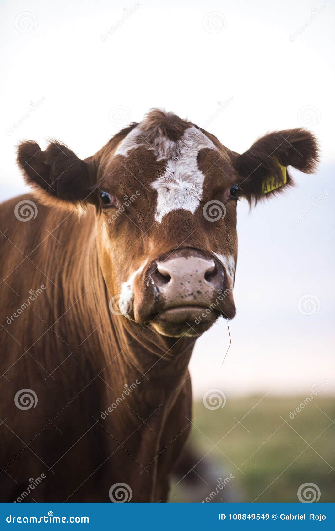 Vaca imagen de archivo editorial. Imagen de carne, animal - 100849549