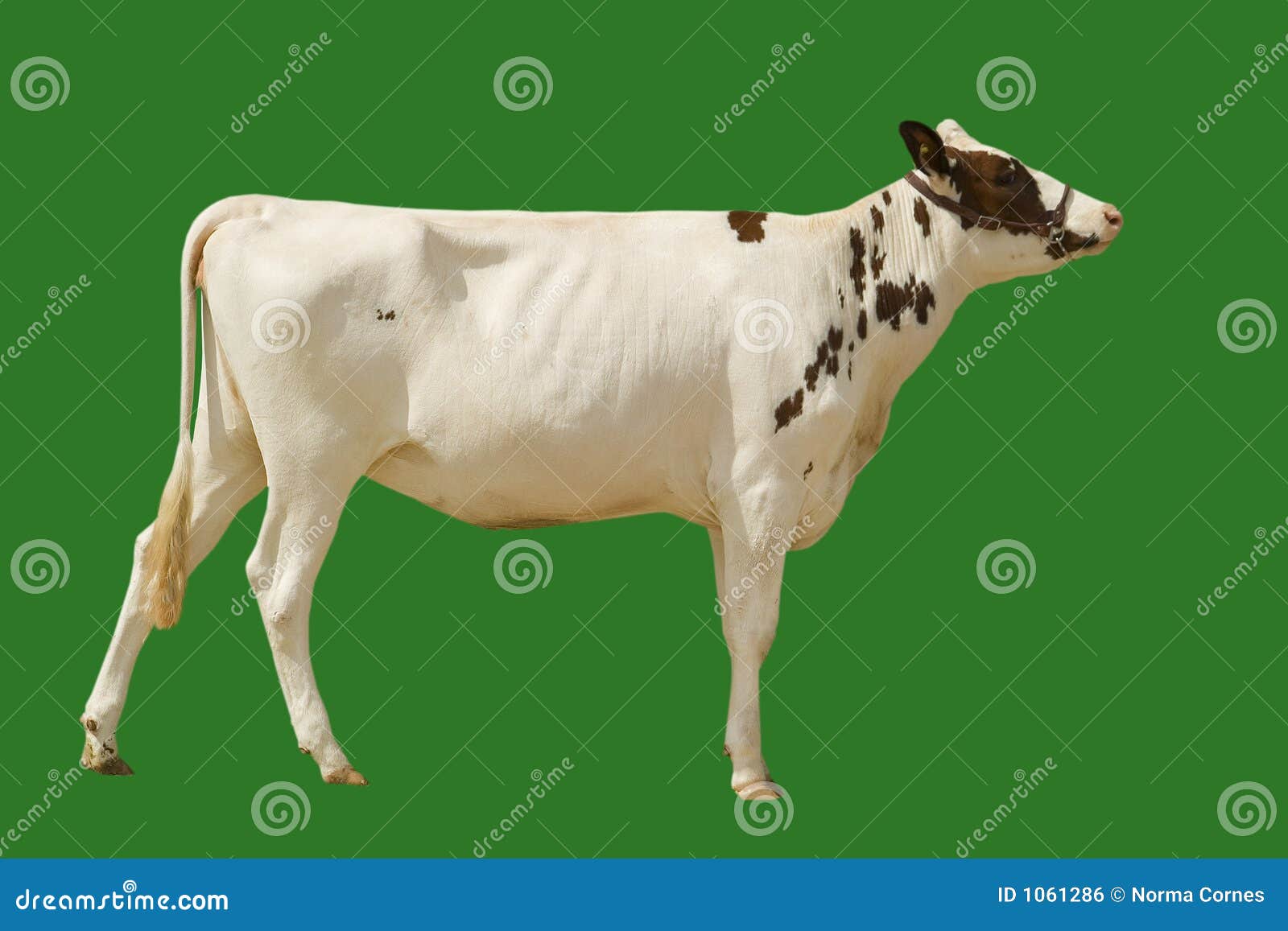 Vaca foto de archivo. Imagen de vaca, animal, carne, aislado - 1061286