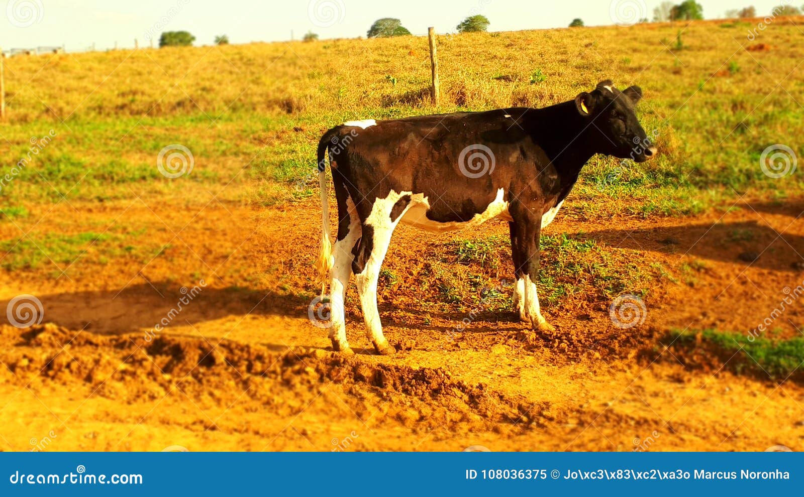 Vaca stock image. Image of natureza, animal, vaca, fazenda - 108036375