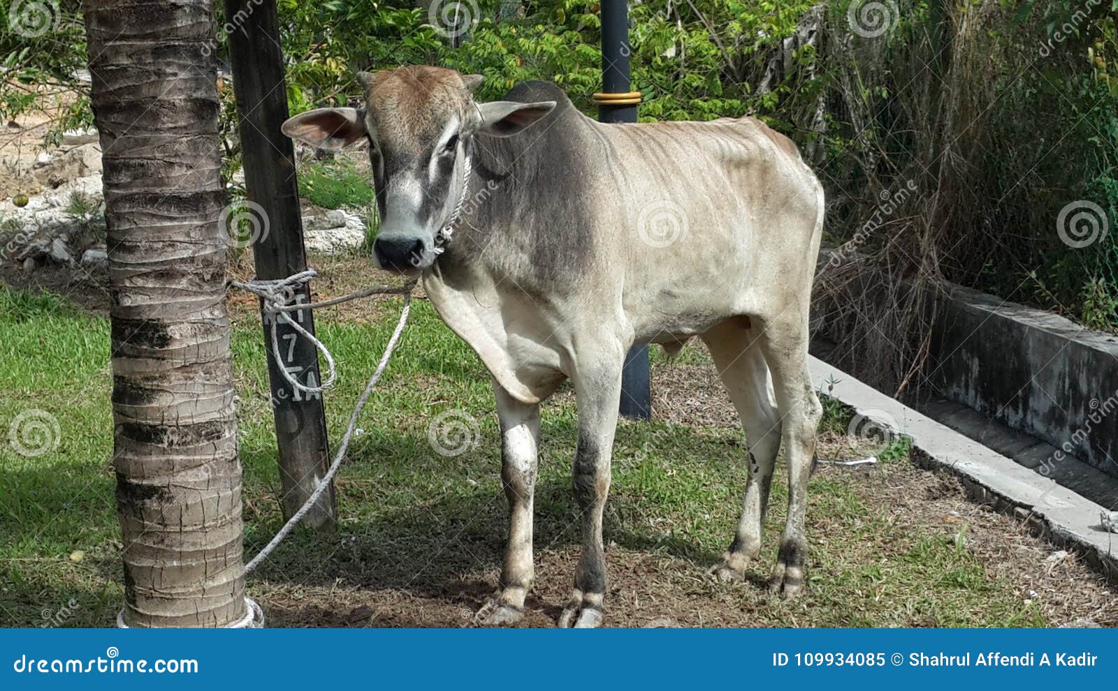 Vaca imagen de archivo. Imagen de normal, aldea, matanza - 109934085