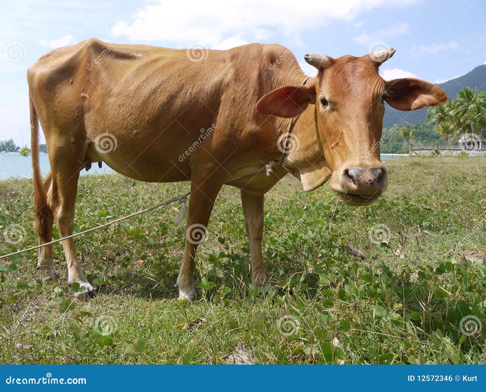 Vaca foto de stock. Imagem de marrom, gado, grama, animal - 12572346
