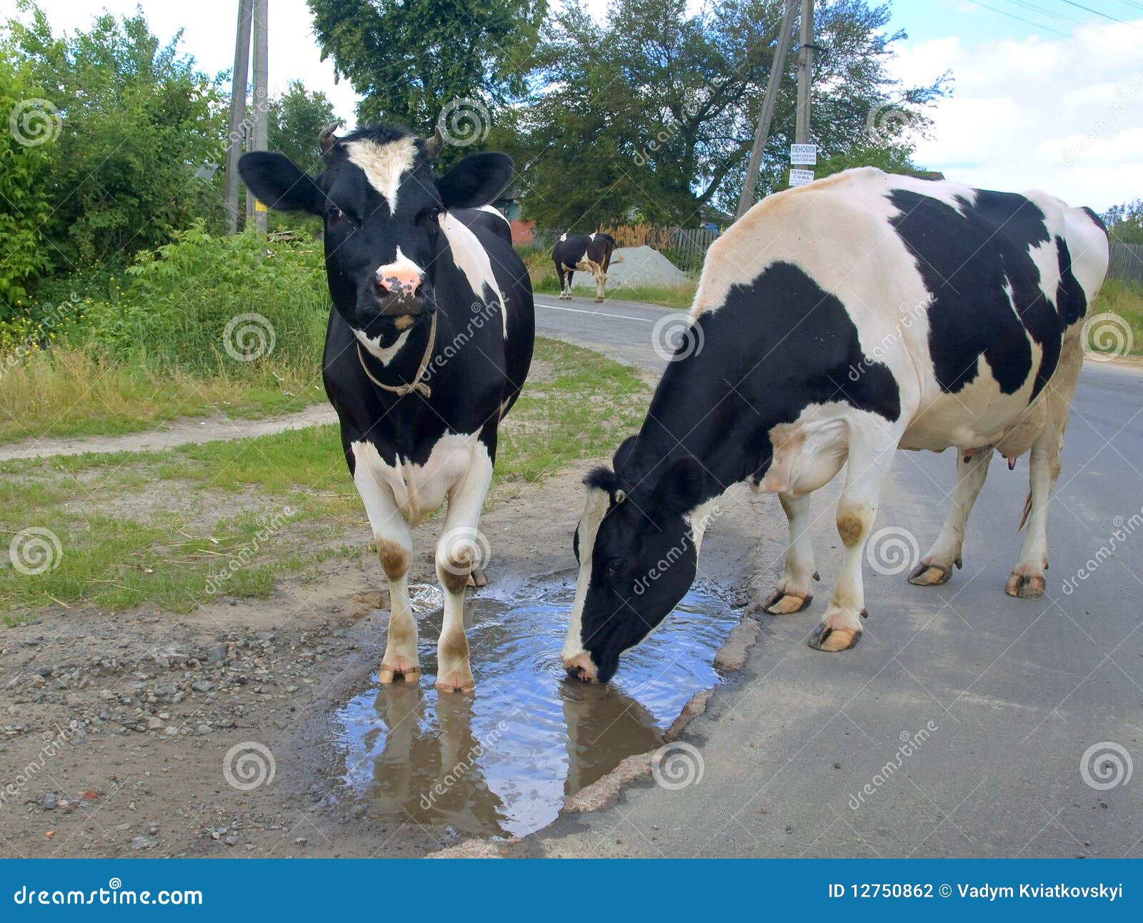 Vaca foto de archivo. Imagen de vaca, rural, cubo, campo - 12750862