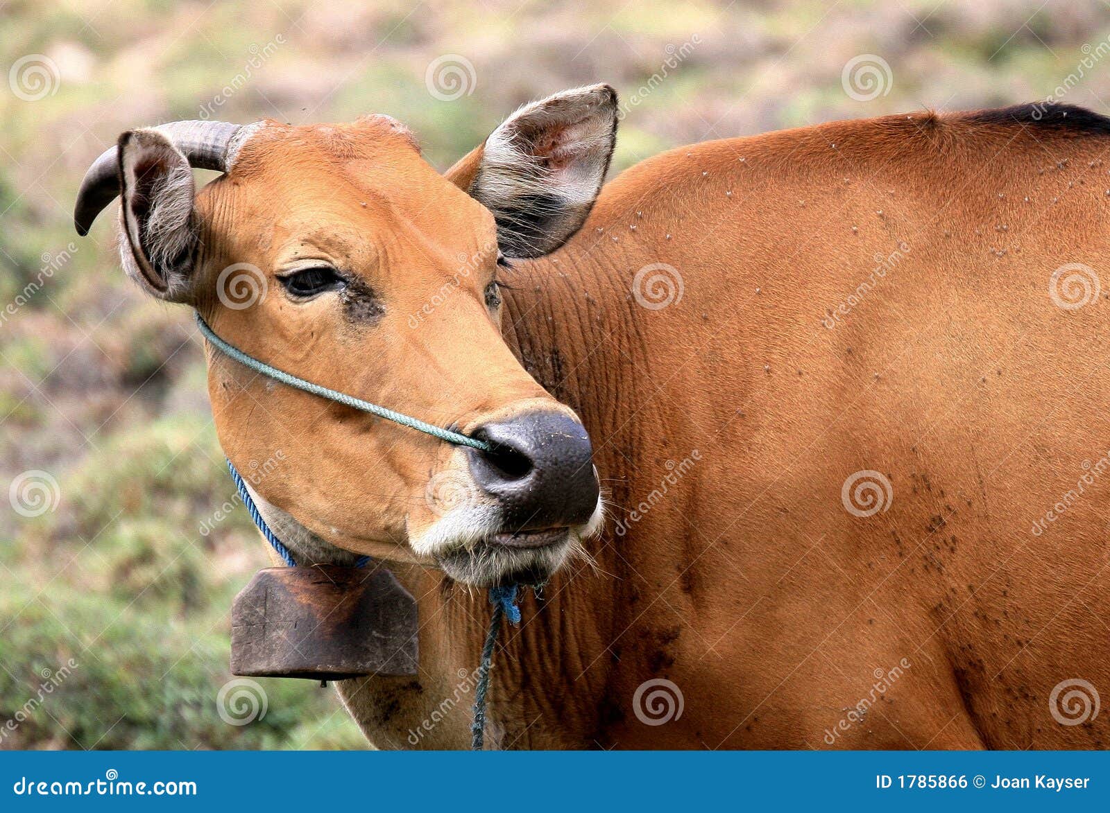 Vaca foto de archivo. Imagen de asia, animal, bali, cuerda - 1785866