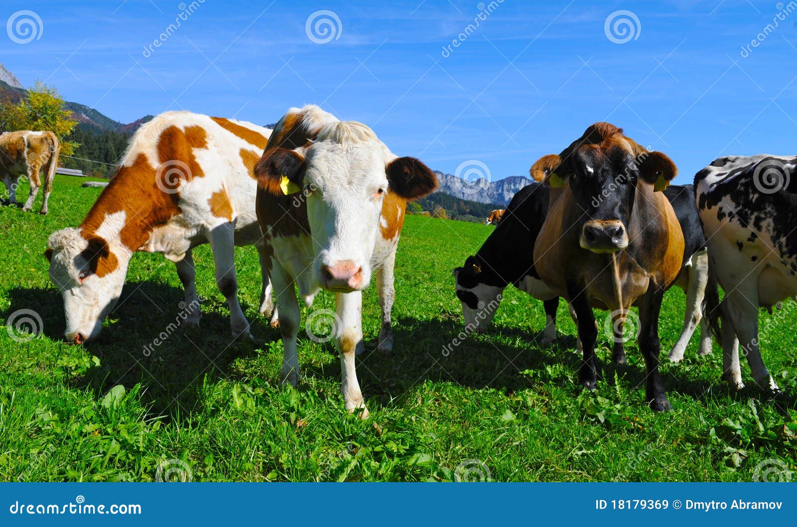 Vaca imagem de stock. Imagem de exterior, carne, animais - 18179369