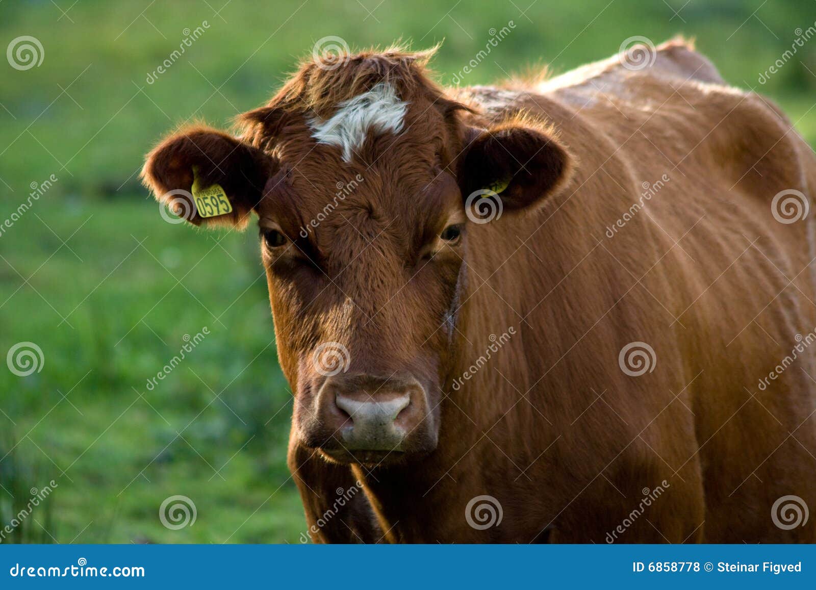 Vaca 2 foto de archivo. Imagen de vaca, angustia, pasto - 6858778