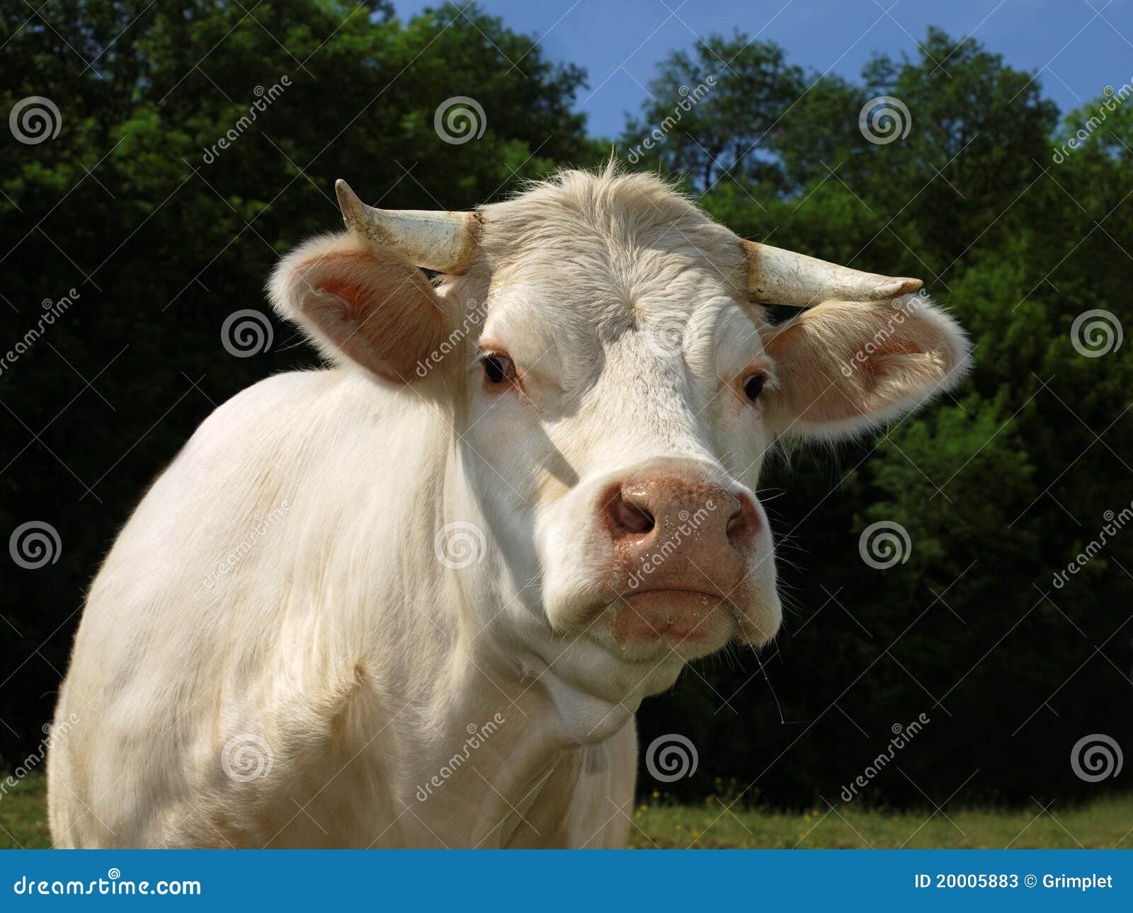 Vaca imagen de archivo. Imagen de leche, carne, queso - 20005883