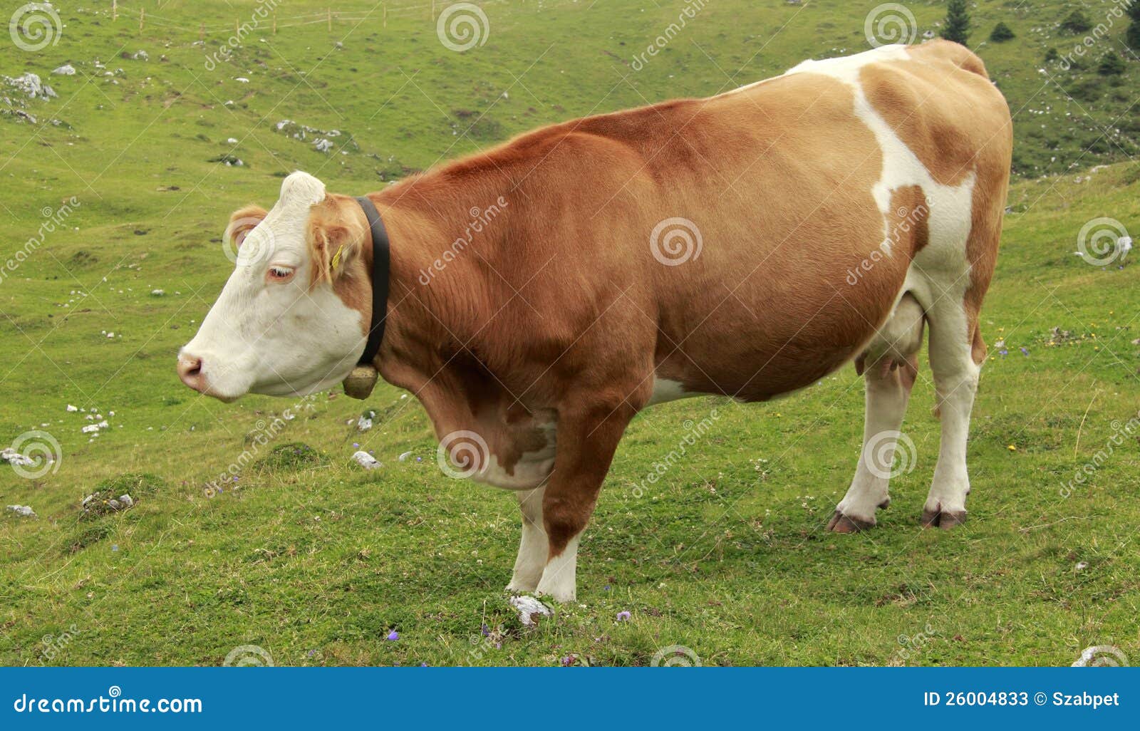 Vaca imagen de archivo. Imagen de vaca, campo, granja - 26004833