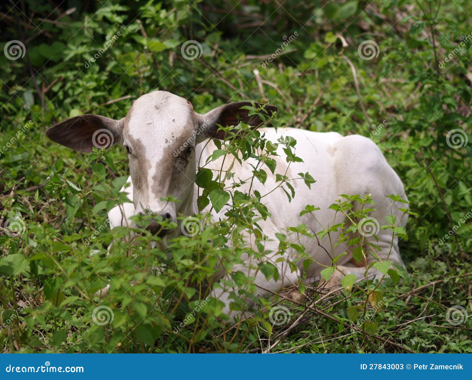 Vaca imagen de archivo. Imagen de retrato, tropical, blanco - 27843003
