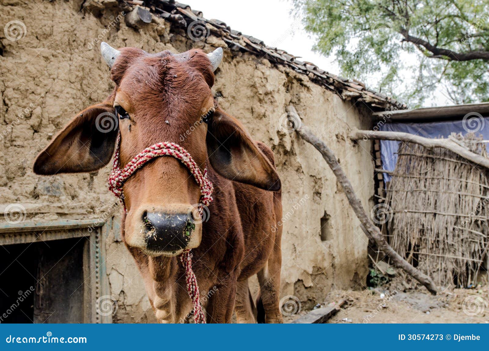 Vaca imagen de archivo. Imagen de asia, animal, vacas - 30574273