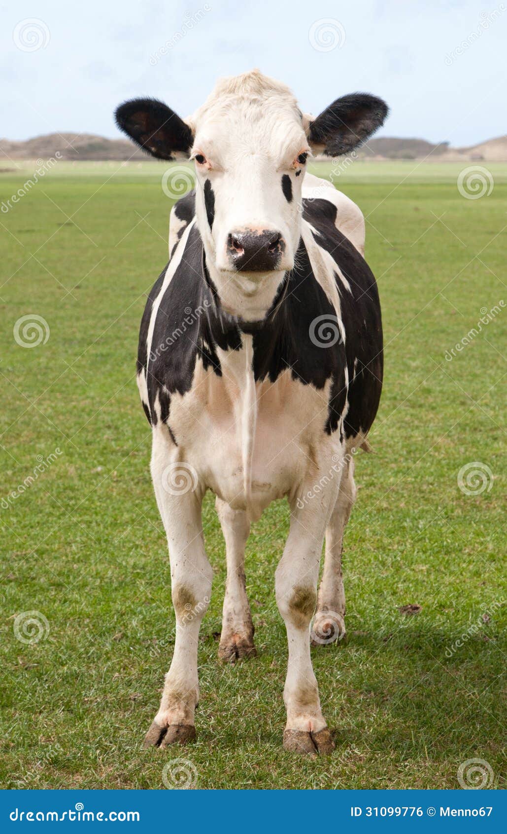 Vaca foto de stock. Imagem de agricultura, céu, leite - 31099776