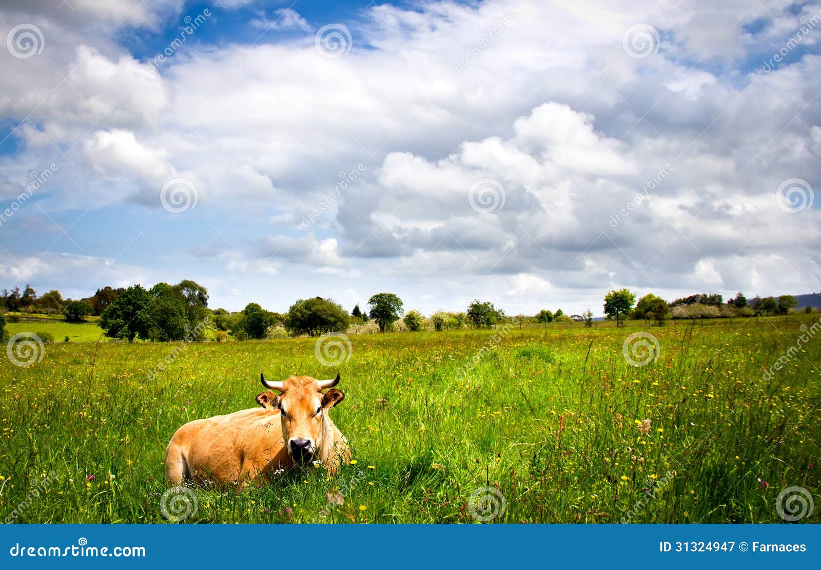 Vaca imagem de stock. Imagem de gado, pasto, carne, cultivar - 31324947