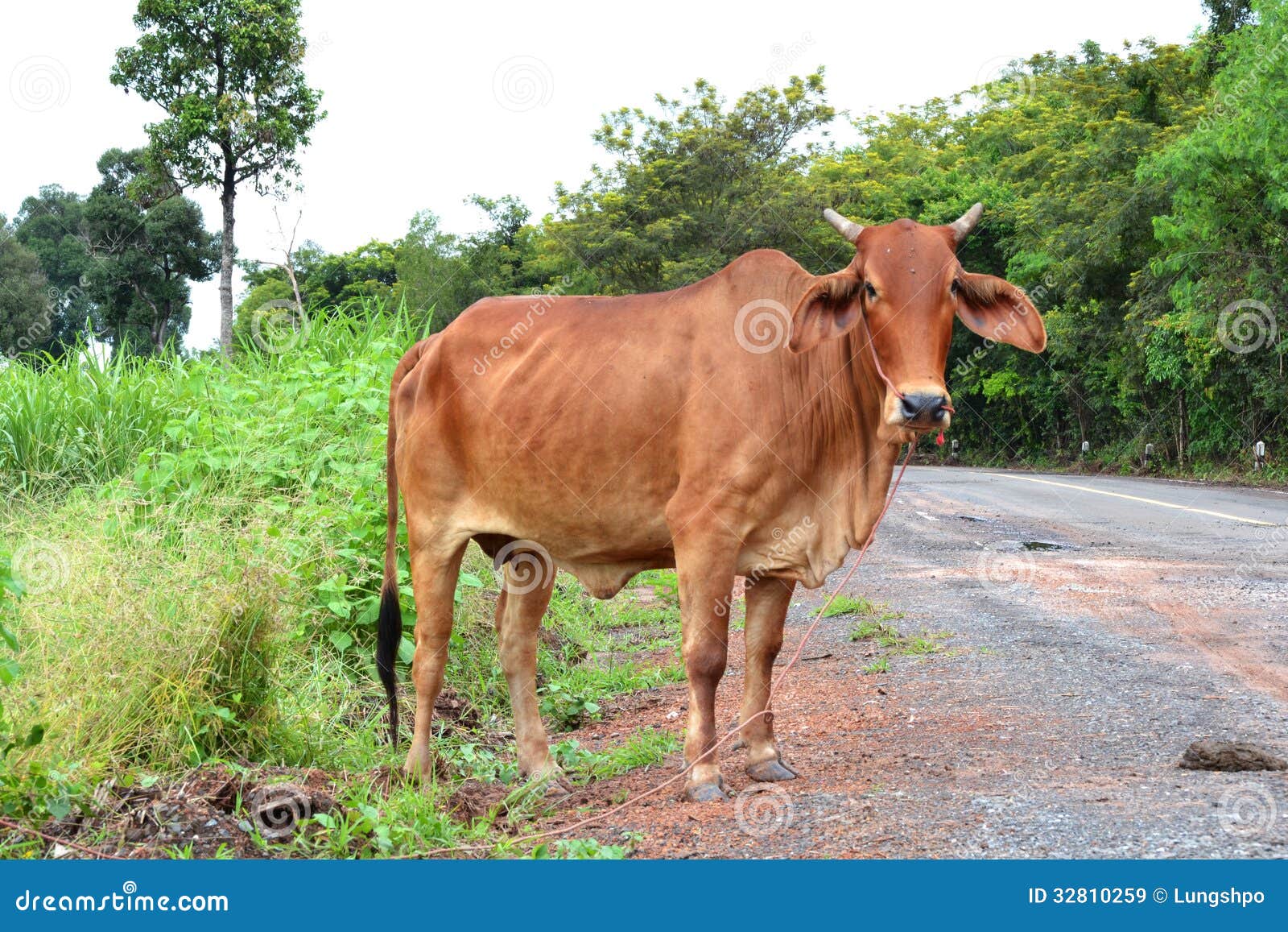Vaca imagem de stock. Imagem de linhagem, terra, agricultura - 32810259