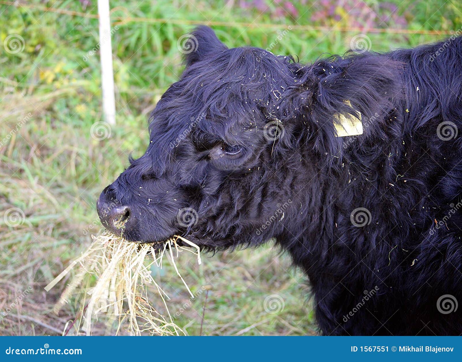 Vaca 4 de Galloway imagen de archivo. Imagen de animal - 1567551