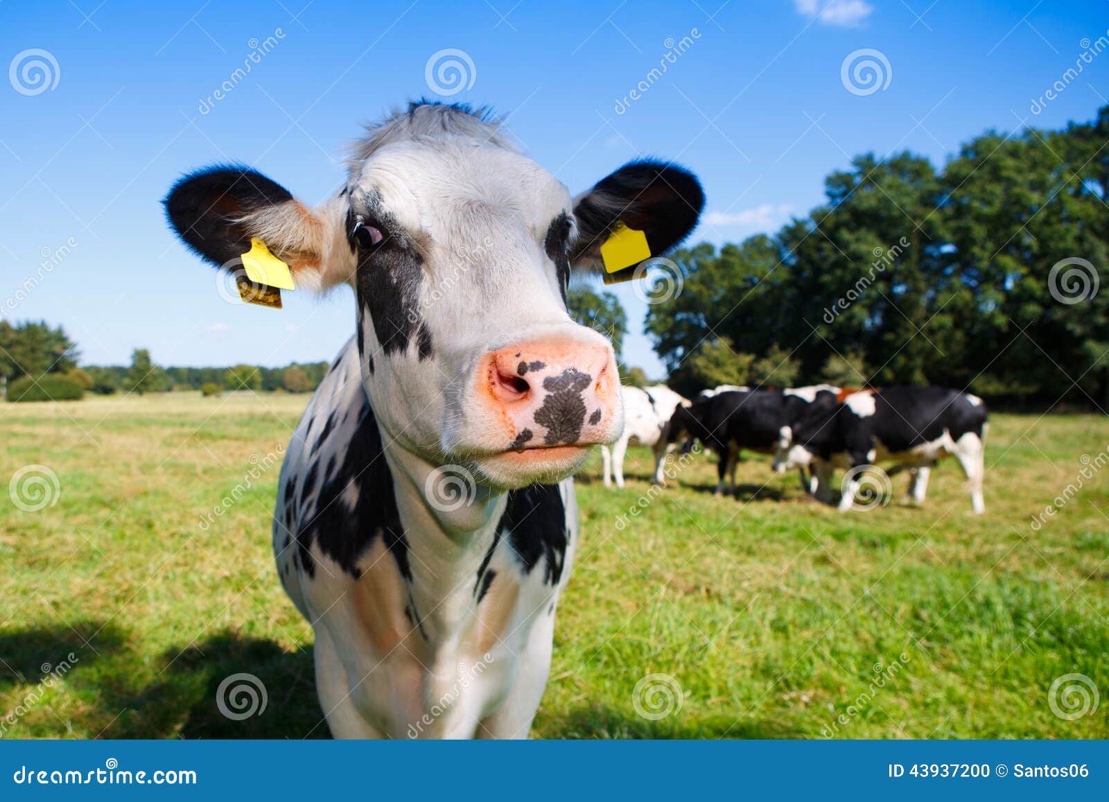 Vaca foto de archivo. Imagen de azul, leche, fondo, pista - 43937200