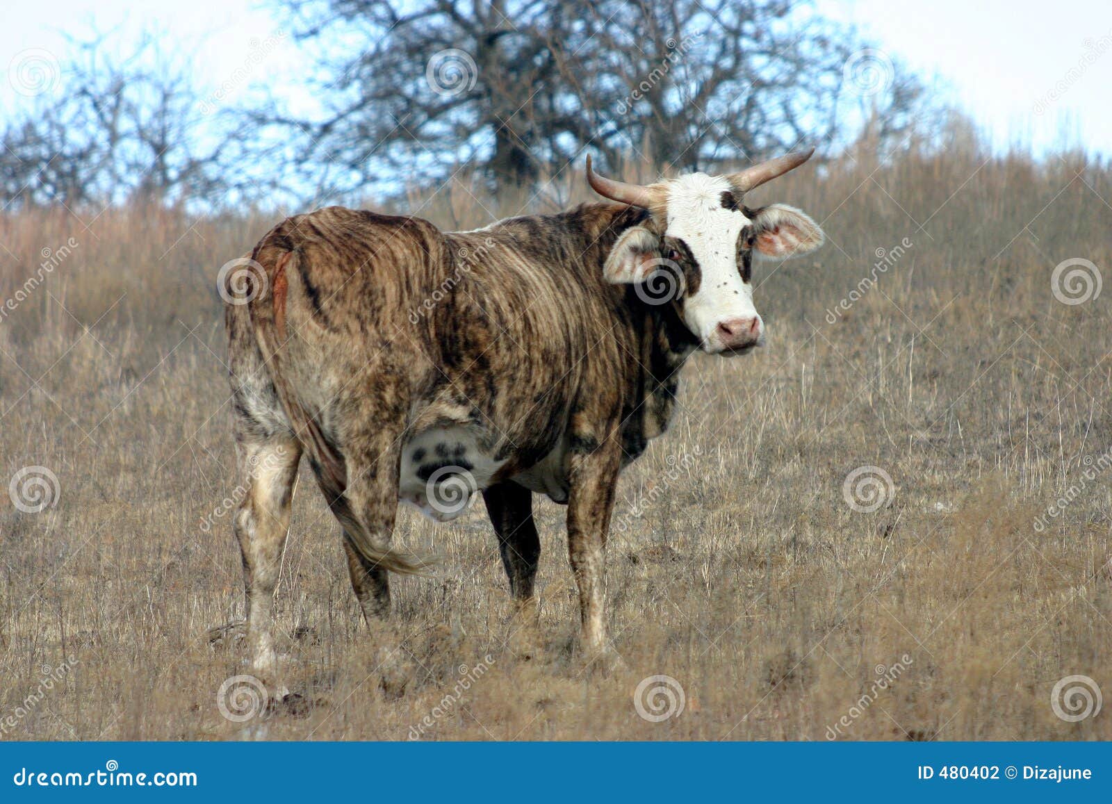 Vaca foto de archivo. Imagen de vigilante, invierno, novilla - 480402