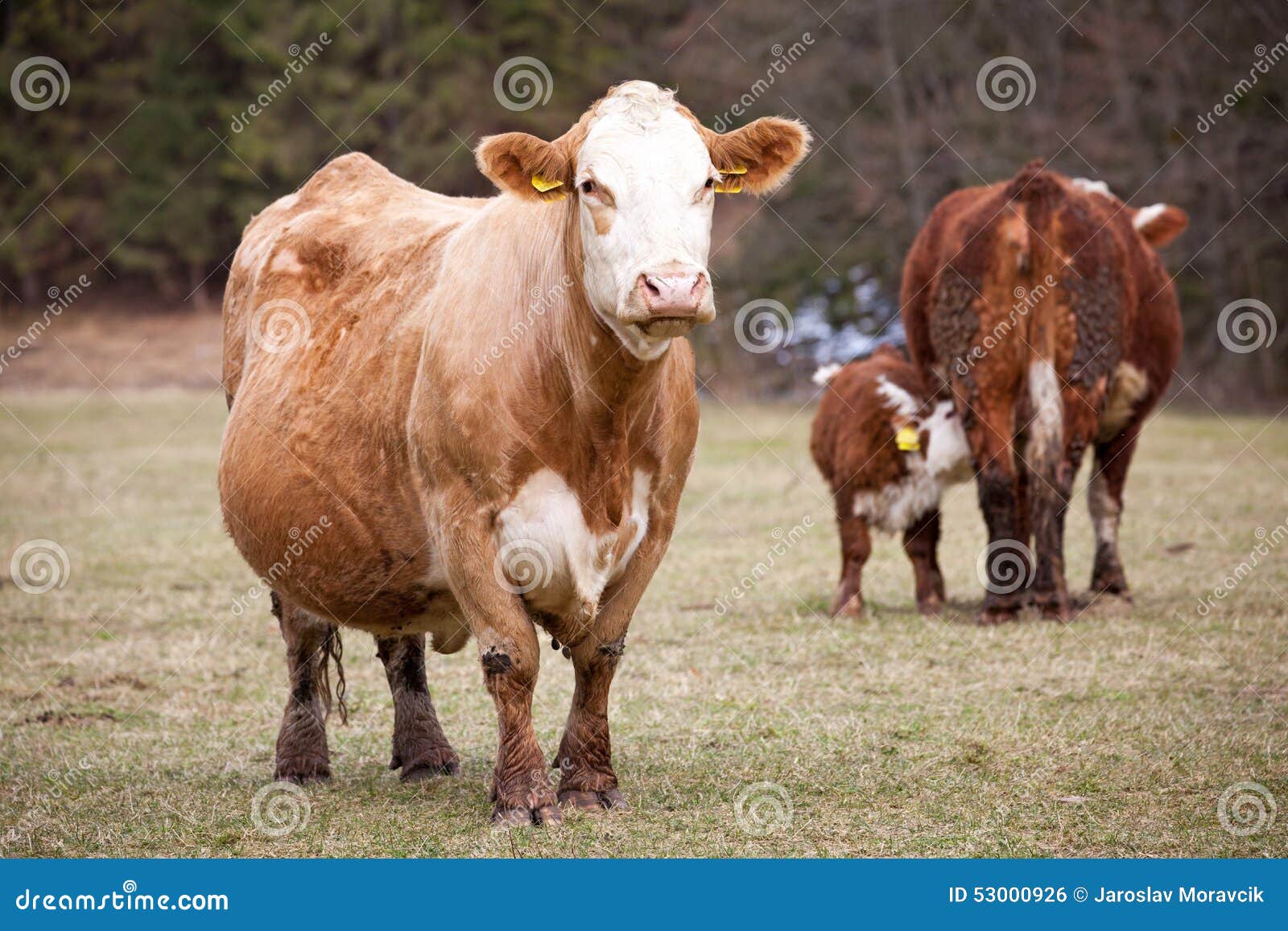 Vaca foto de archivo. Imagen de granja, eslovaquia, vaca - 53000926