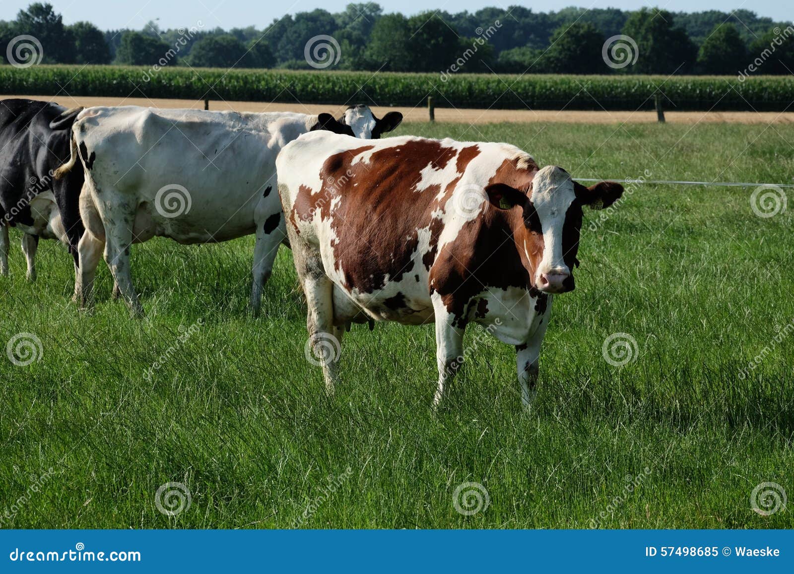 Vaca imagen de archivo. Imagen de alemania, animal, animales - 57498685
