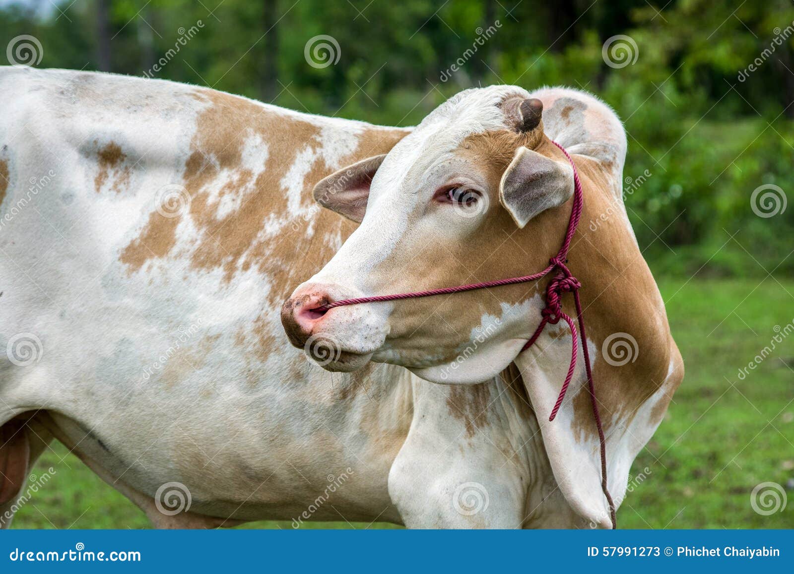 Vaca imagen de archivo. Imagen de verde, asia, vaca, animal - 57991273