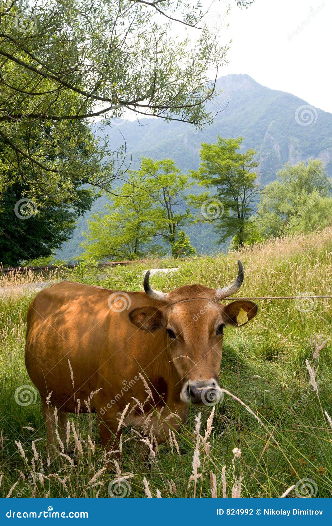 Vaca foto de archivo. Imagen de vaca, prado, mirada, verano - 824992