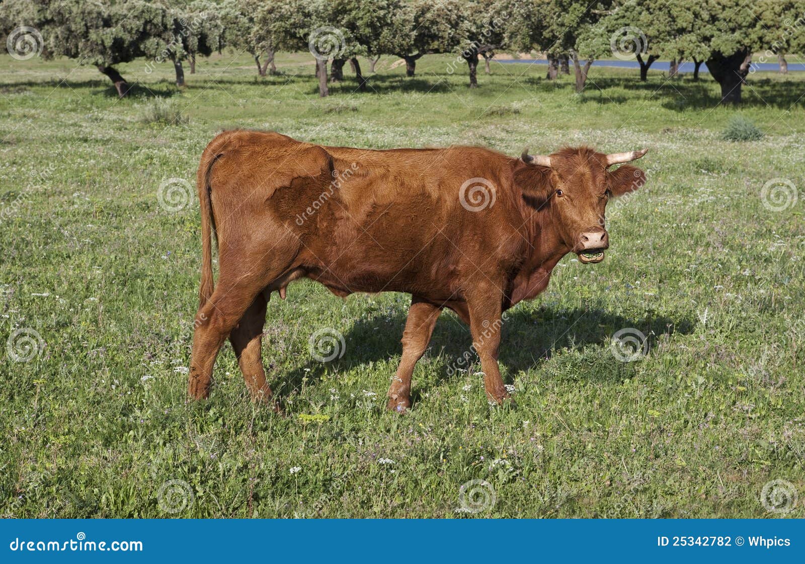 Vaca aberta da boca foto de stock. Imagem de pastoral - 25342782