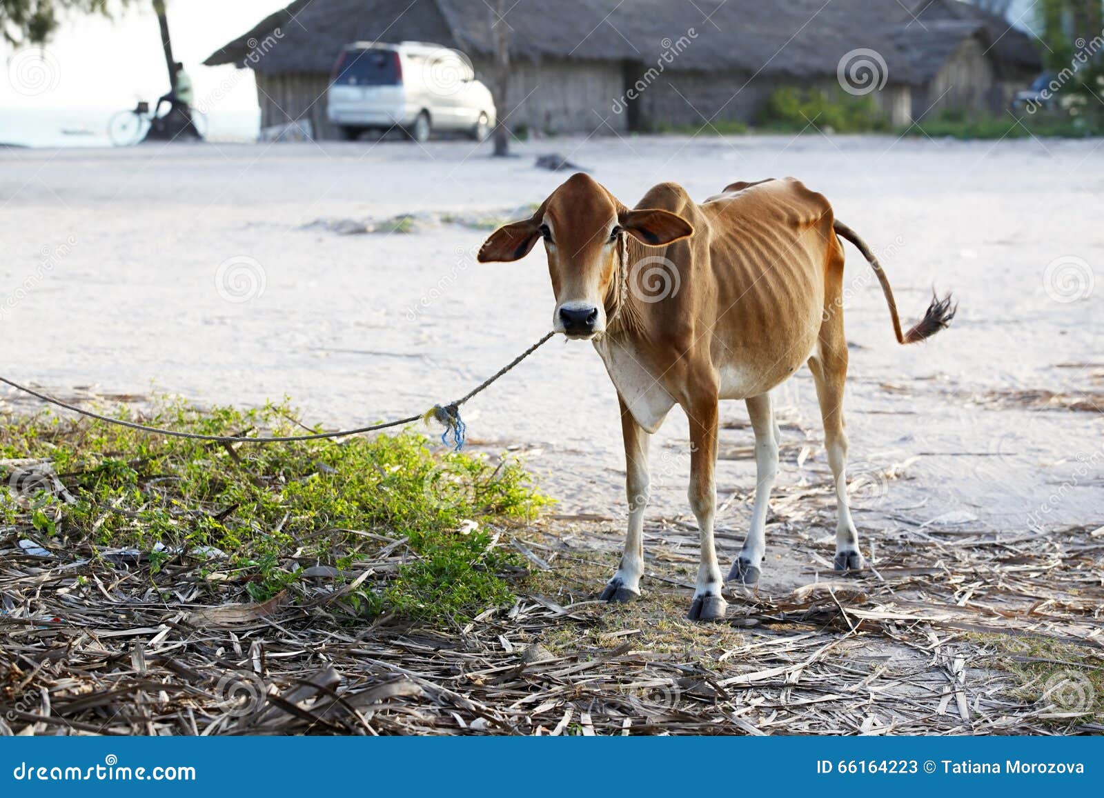 Vaca africana imagen de archivo. Imagen de rural, exterior - 66164223