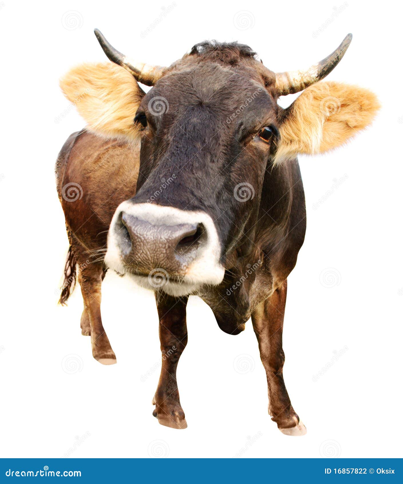 Vaca aislada foto de archivo. Imagen de boca, hembra - 16857822