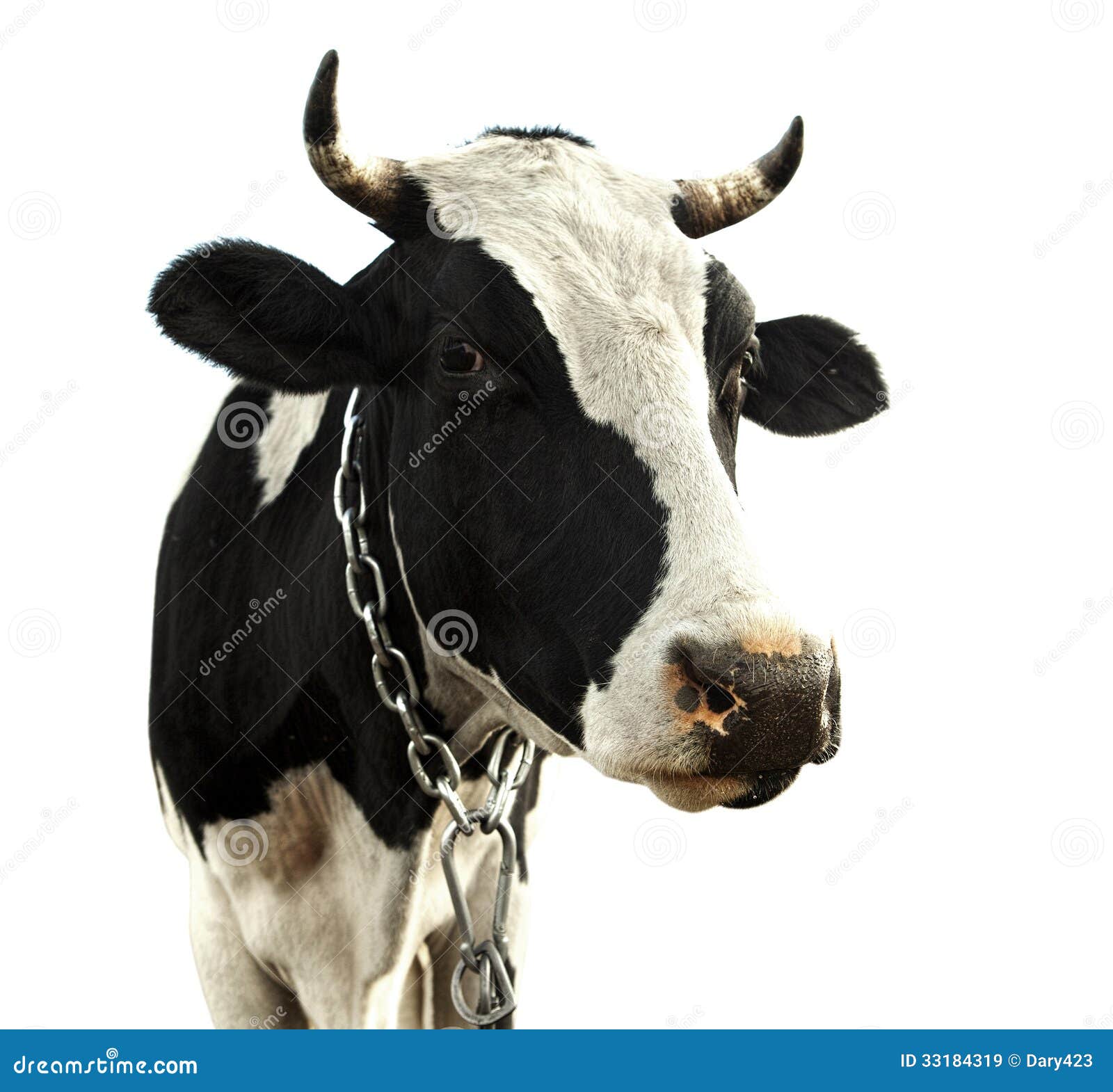Vaca aislada imagen de archivo. Imagen de paisaje, ojos - 33184319