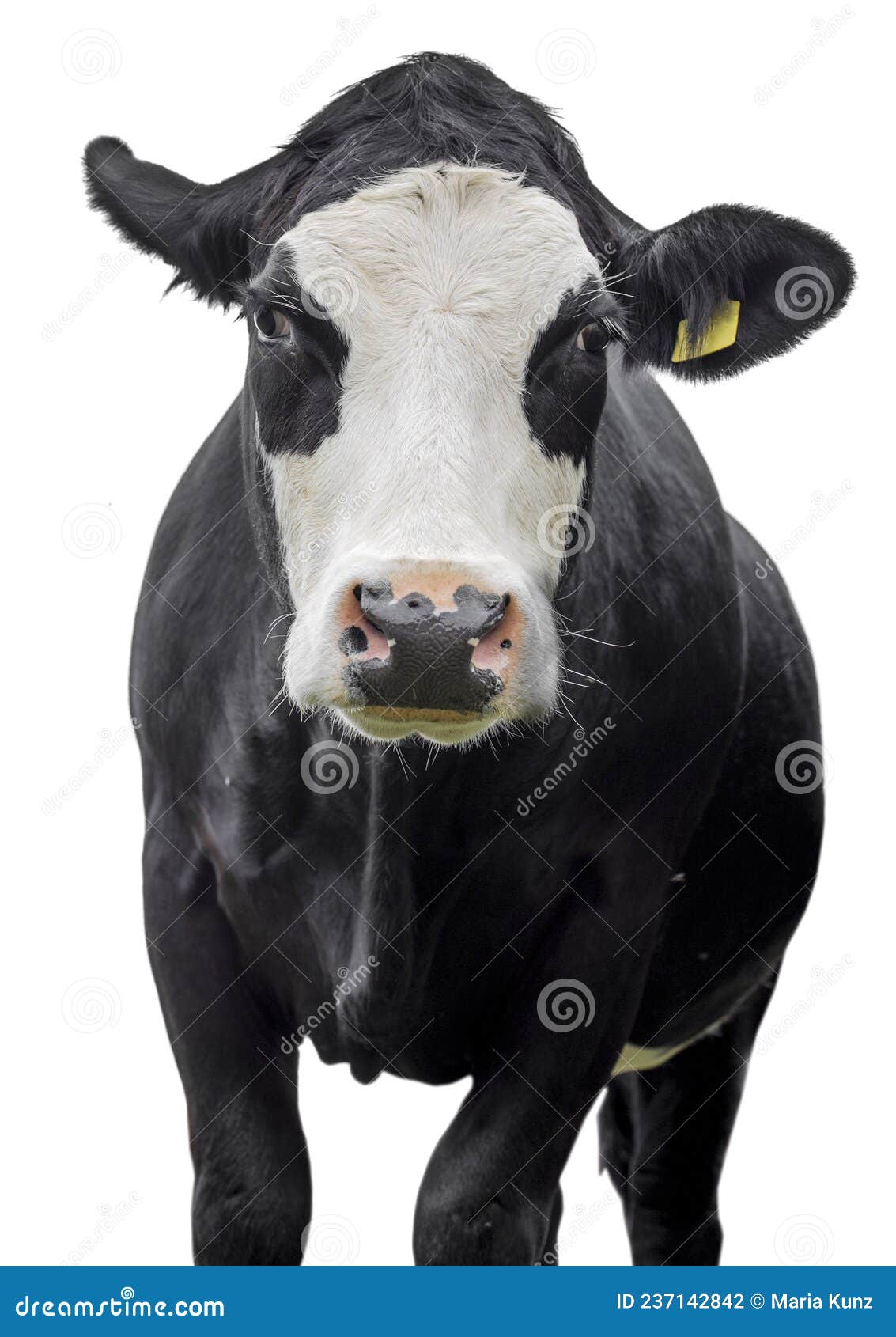 Vaca Aislada De Fondo Blanco Foto de archivo - Imagen de tiro, standing ...