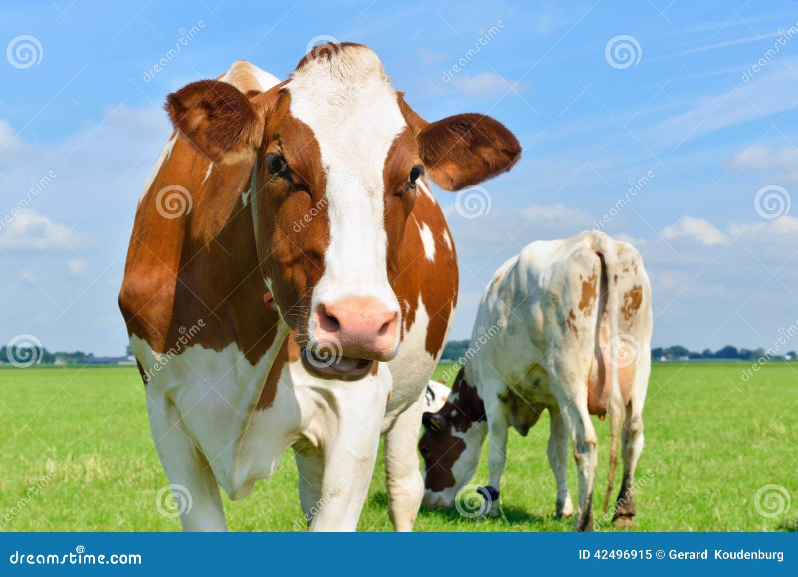 Vaca aislada en blanco imagen de archivo. Imagen de granja - 42496915