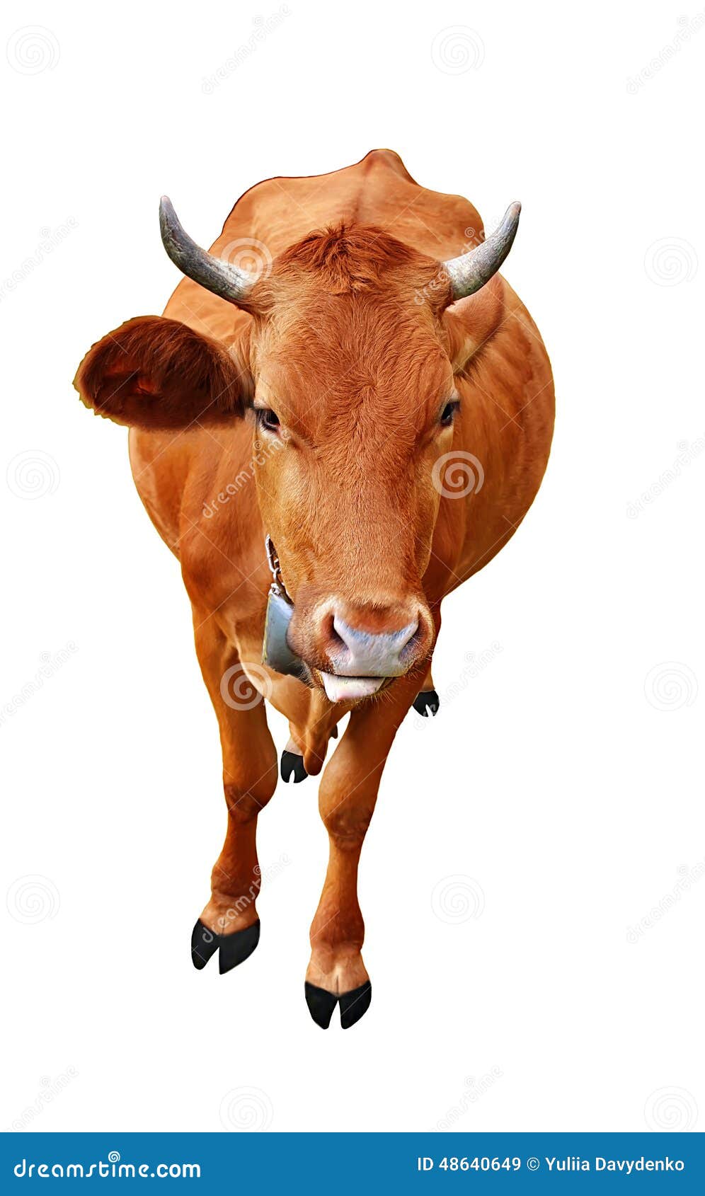 Vaca aislada en blanco imagen de archivo. Imagen de hembra - 48640649