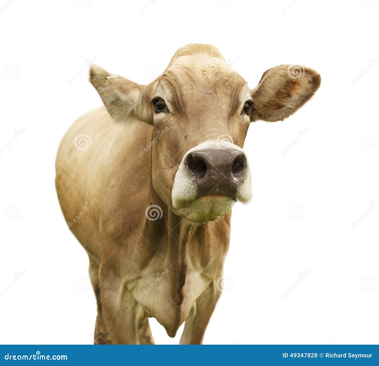 Vaca aislada en blanco foto de archivo. Imagen de adulto - 49347828