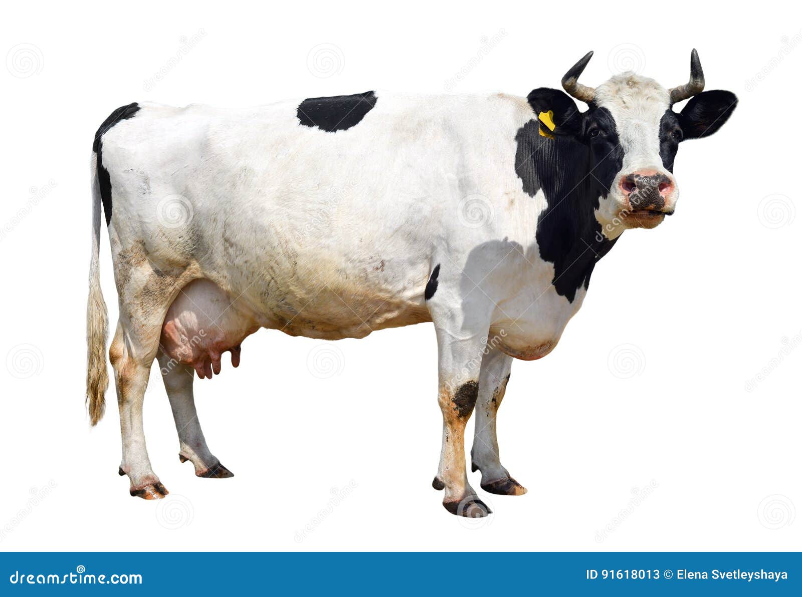 Vaca aislada en blanco imagen de archivo. Imagen de aislado - 91618013