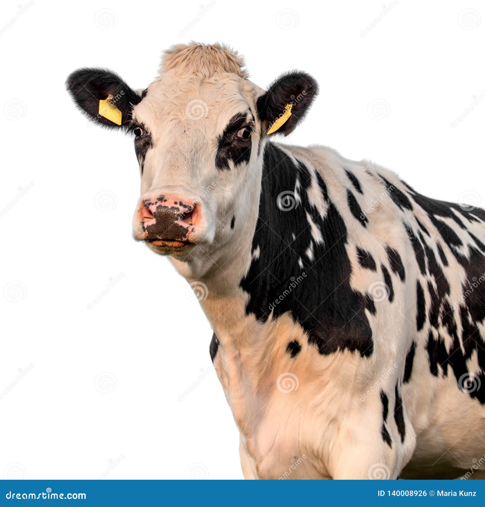 Vaca aislada foto de archivo. Imagen de salir, temas - 140008926
