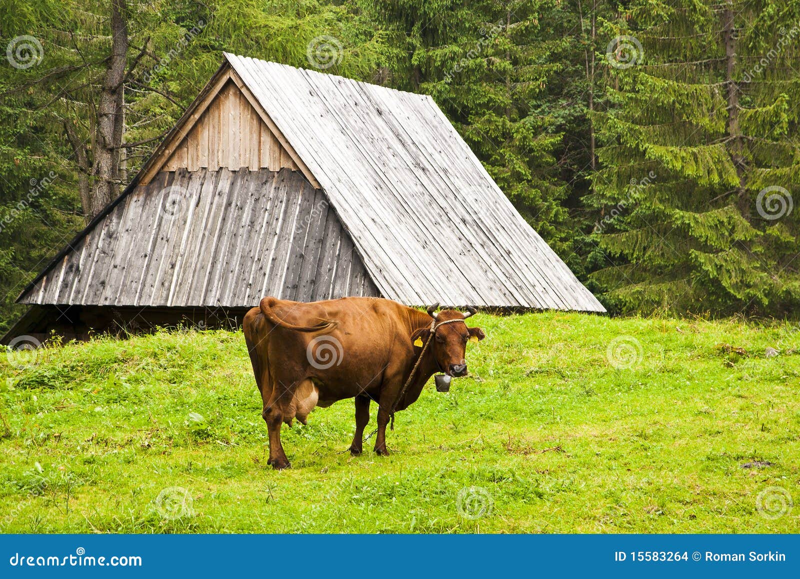 Vaca alpina foto de stock. Imagem de prado, paste, floresta - 15583264