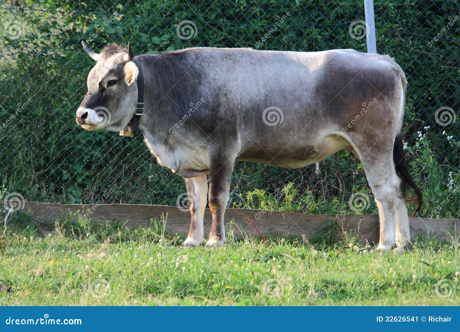 Vaca alpina imagen de archivo. Imagen de agricultura - 32626541