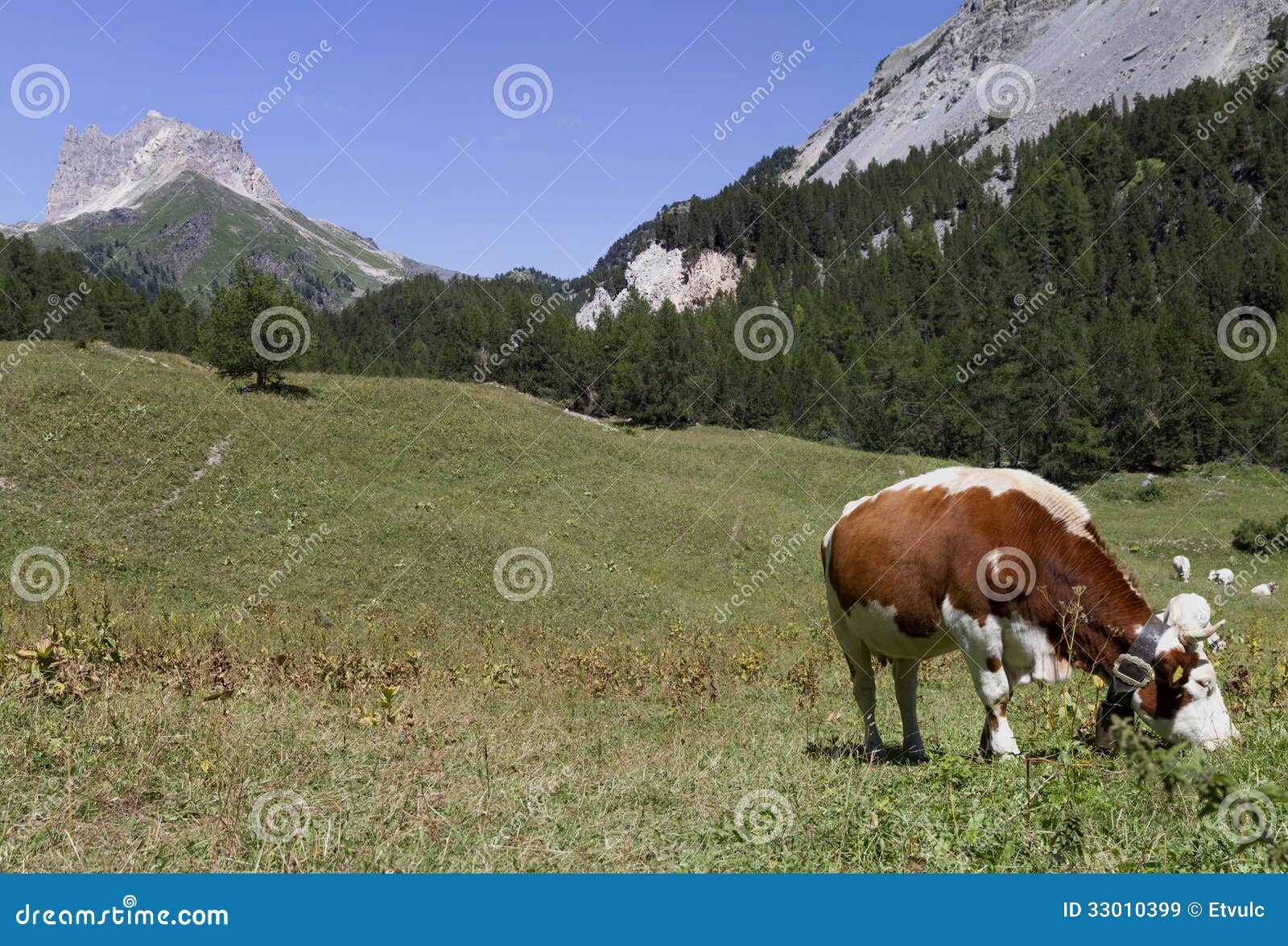 Vaca alpina imagem de stock. Imagem de alpino, montagem - 33010399