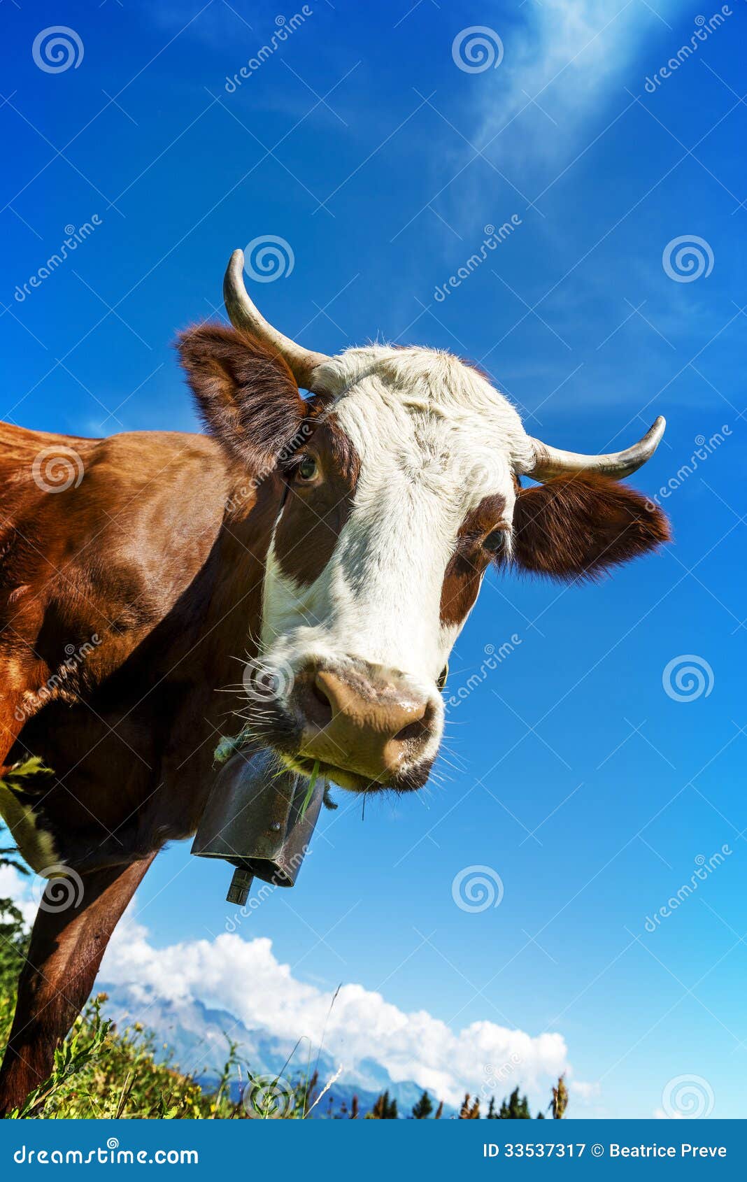 Vaca alpina imagen de archivo. Imagen de saborear, vaca - 33537317