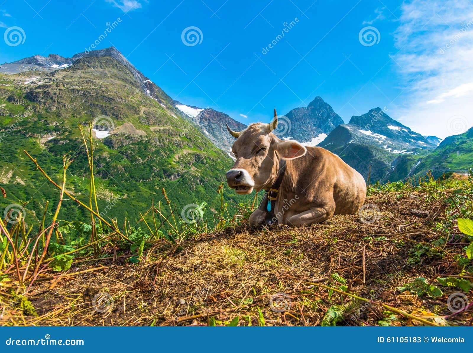 Vaca alpina de la región imagen de archivo. Imagen de ganado - 61105183