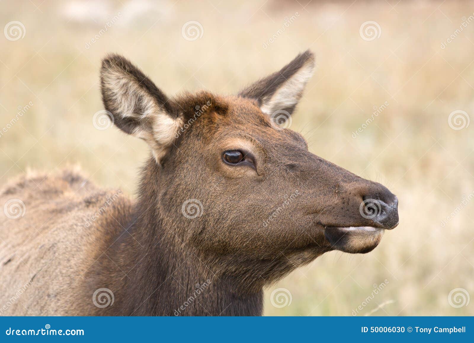 Vaca americana dos alces foto de stock. Imagem de rochoso - 50006030