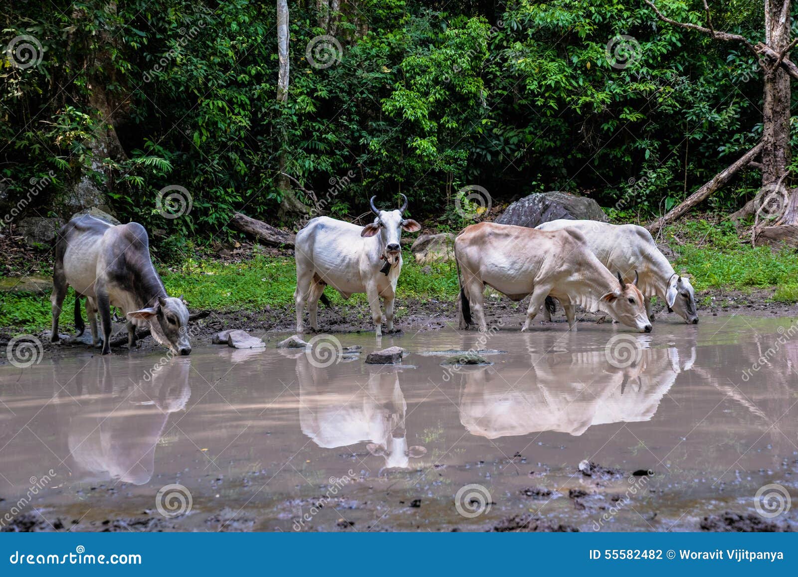 Vaca Asia foto de archivo. Imagen de prado, animal, ambiente - 55582482