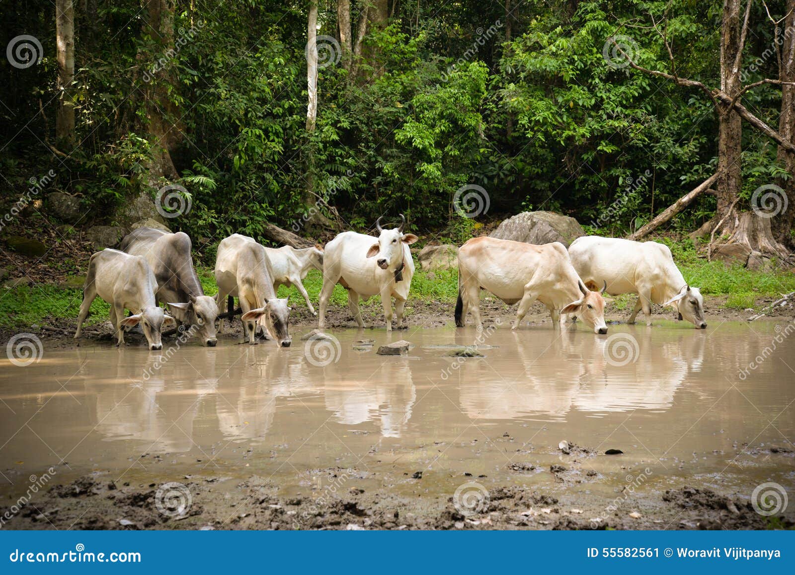 Vaca Asia imagen de archivo. Imagen de granja, asia, vida - 55582561