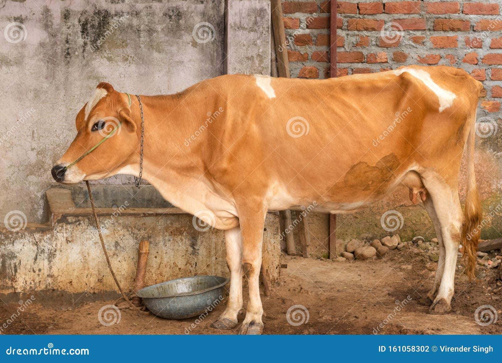 Vaca Atada De Cuerda Parada En El Puesto Foto de archivo - Imagen de ...
