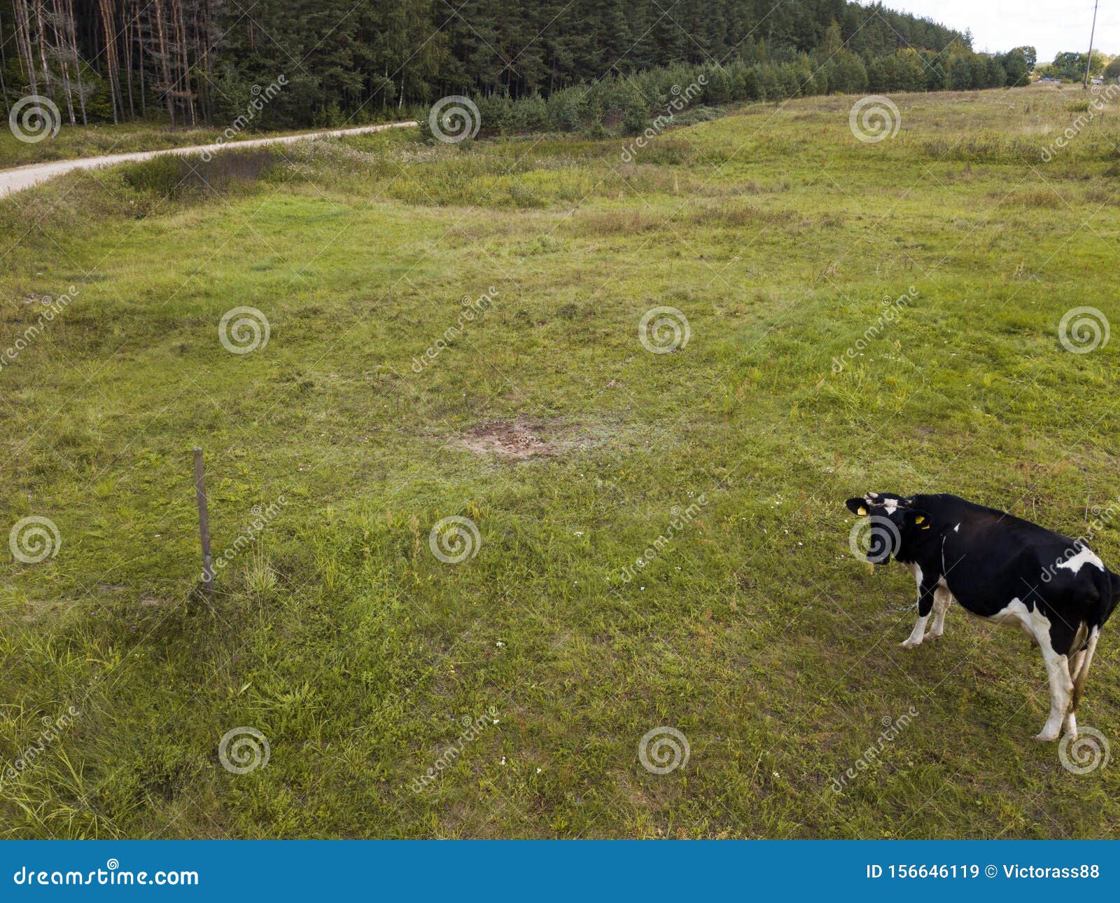 Vaca atada en el pasto imagen de archivo. Imagen de ganado - 156646119