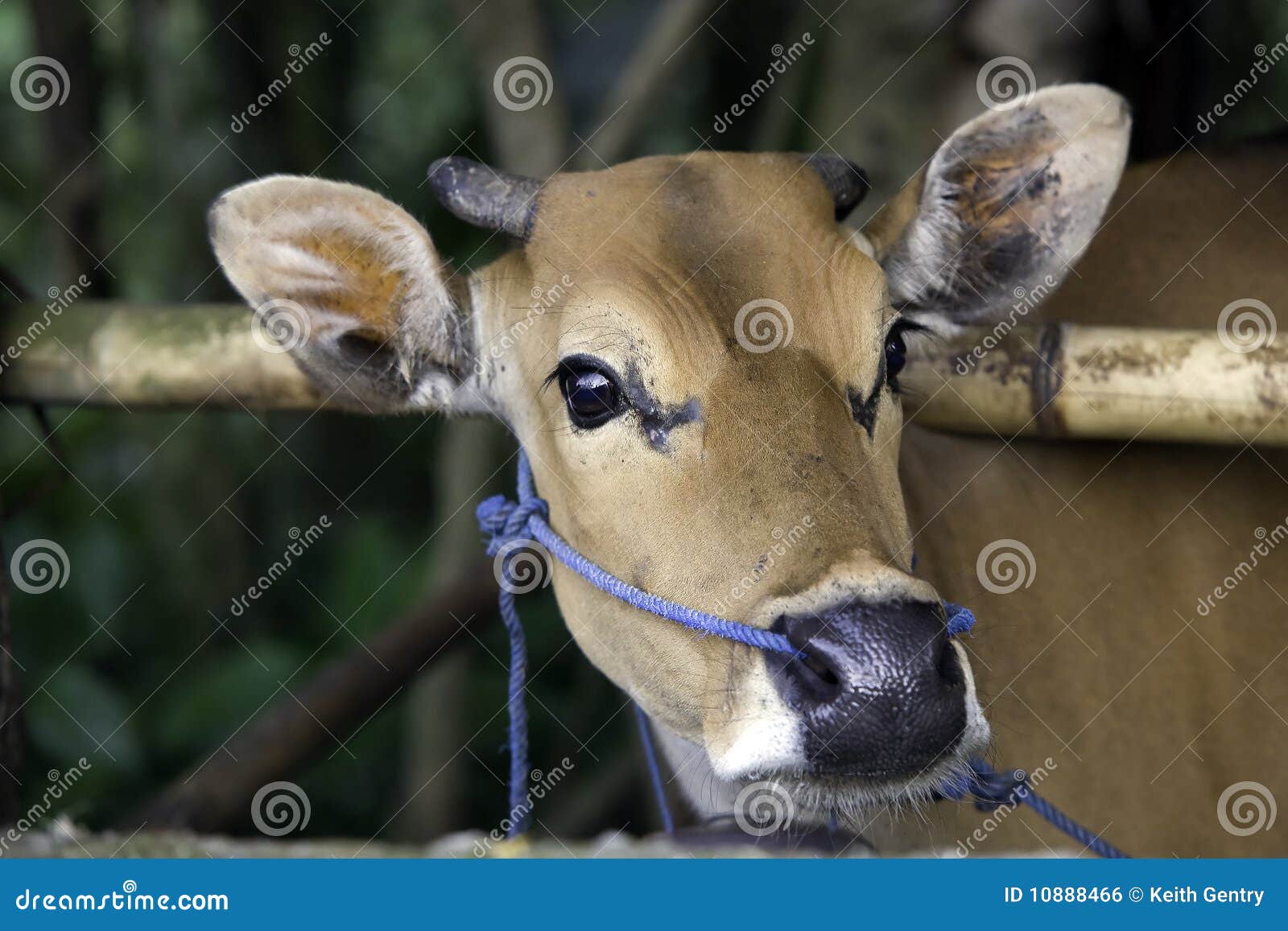 Vaca Atada a Través De Nariz Foto de archivo - Imagen de crueldad ...