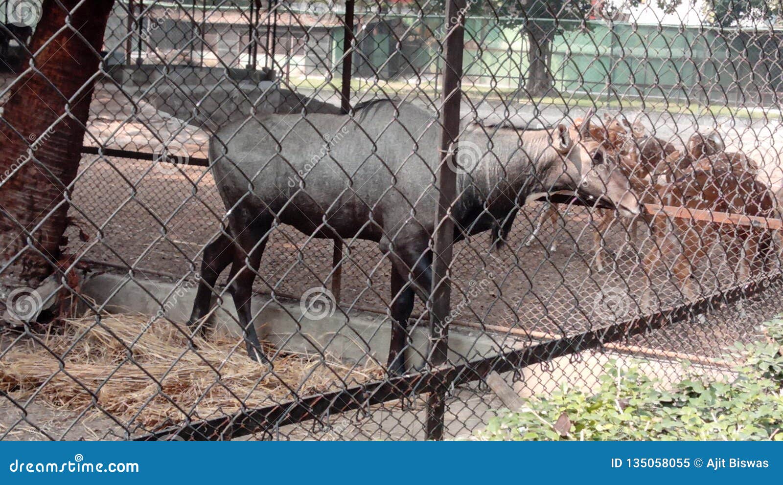 Vaca azul imagen de archivo. Imagen de standing, vaca - 135058055