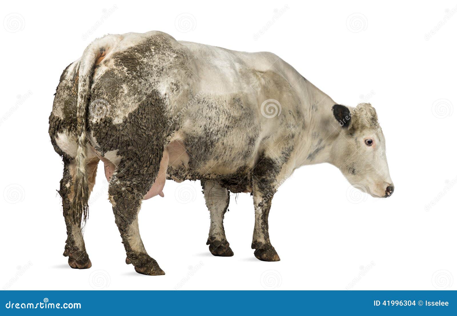 Vaca Azul Belga Grávida Suja, Isolada Foto de Stock - Imagem de recuo ...