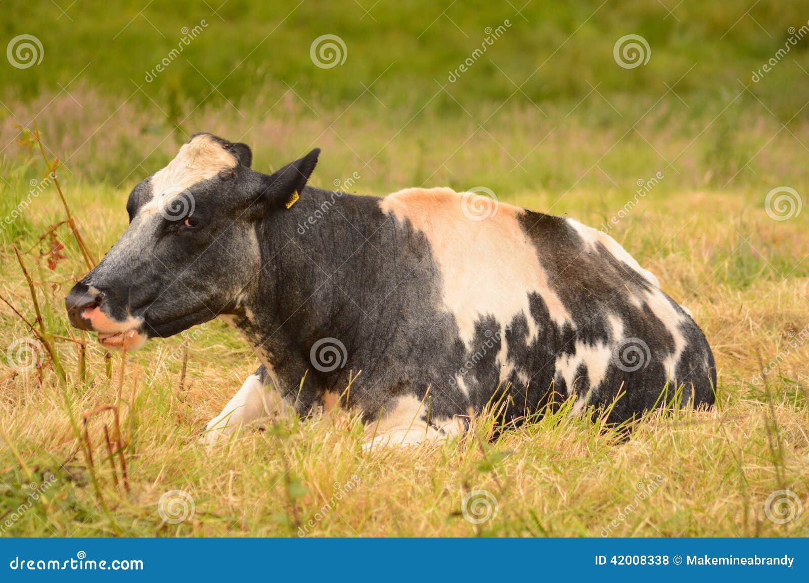 Vaca Azul E Branca Que Descansa No Campo Foto de Stock - Imagem de ...